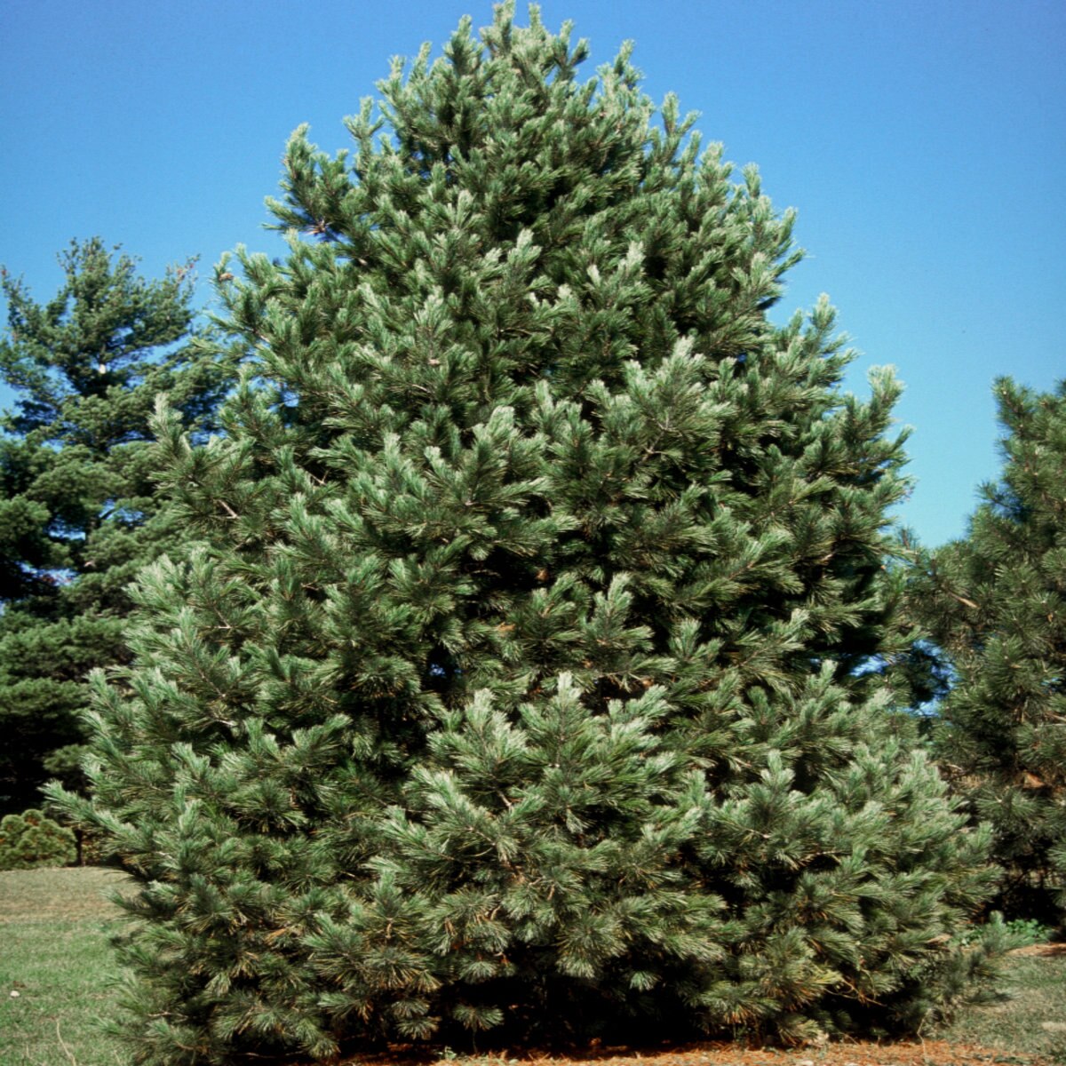 Pinus Cembra Swiss Stone Pine | SiteOne