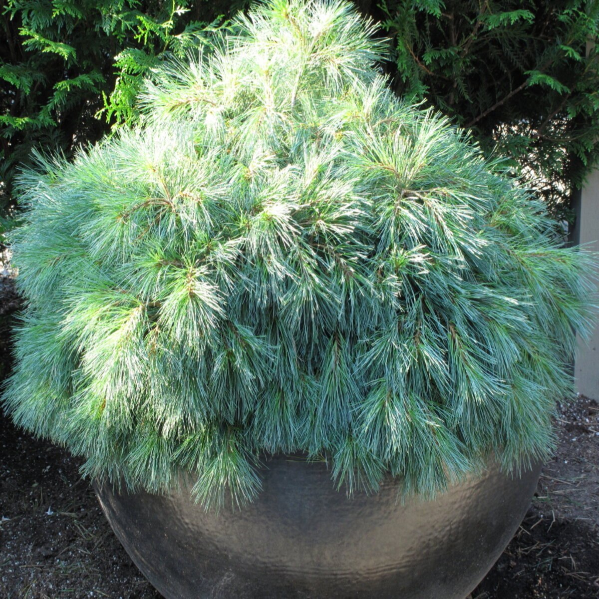 Pinus Strobus Blue Shag Eastern White Pine | SiteOne