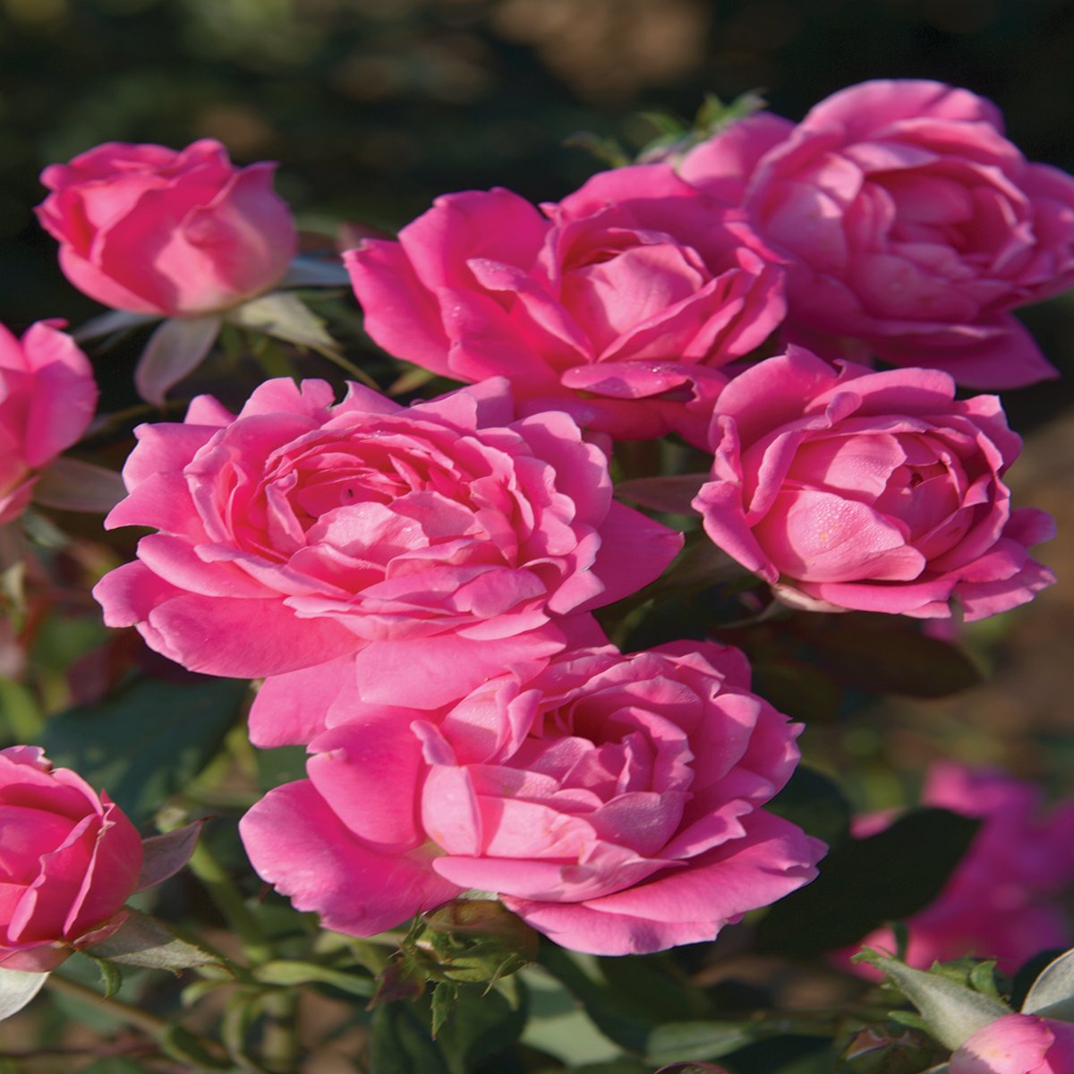 Rosa X Double Pink Knock Out Rose | SiteOne
