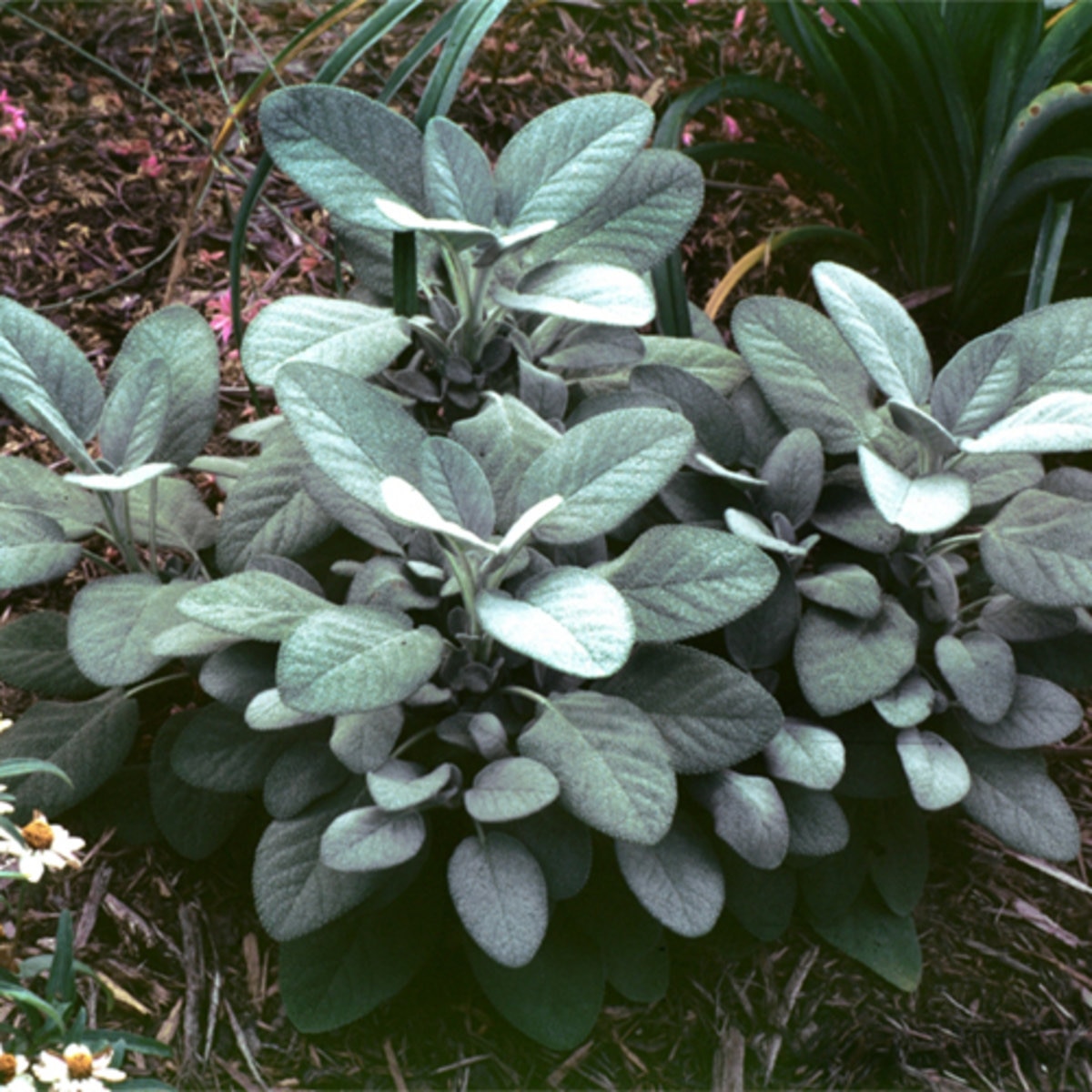 Salvia Officinalis Berggarten Sage | SiteOne