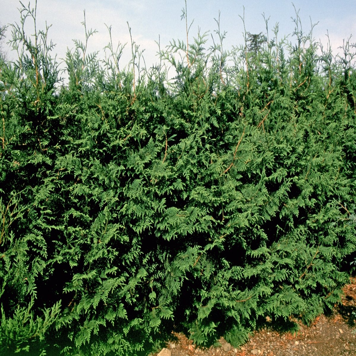 Thuja Plicata Excelsa Western Red Cedar | SiteOne
