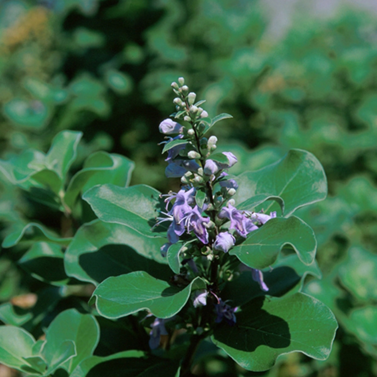 Vitex Rotundifolia Roundleaf Chastetree | SiteOne