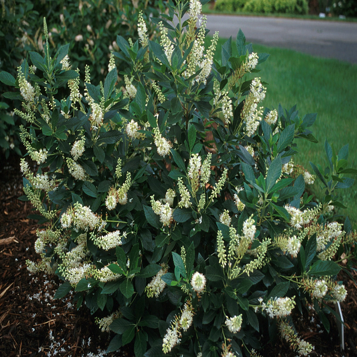 Clethra Alnifolia Hummingbird Summersweet | SiteOne