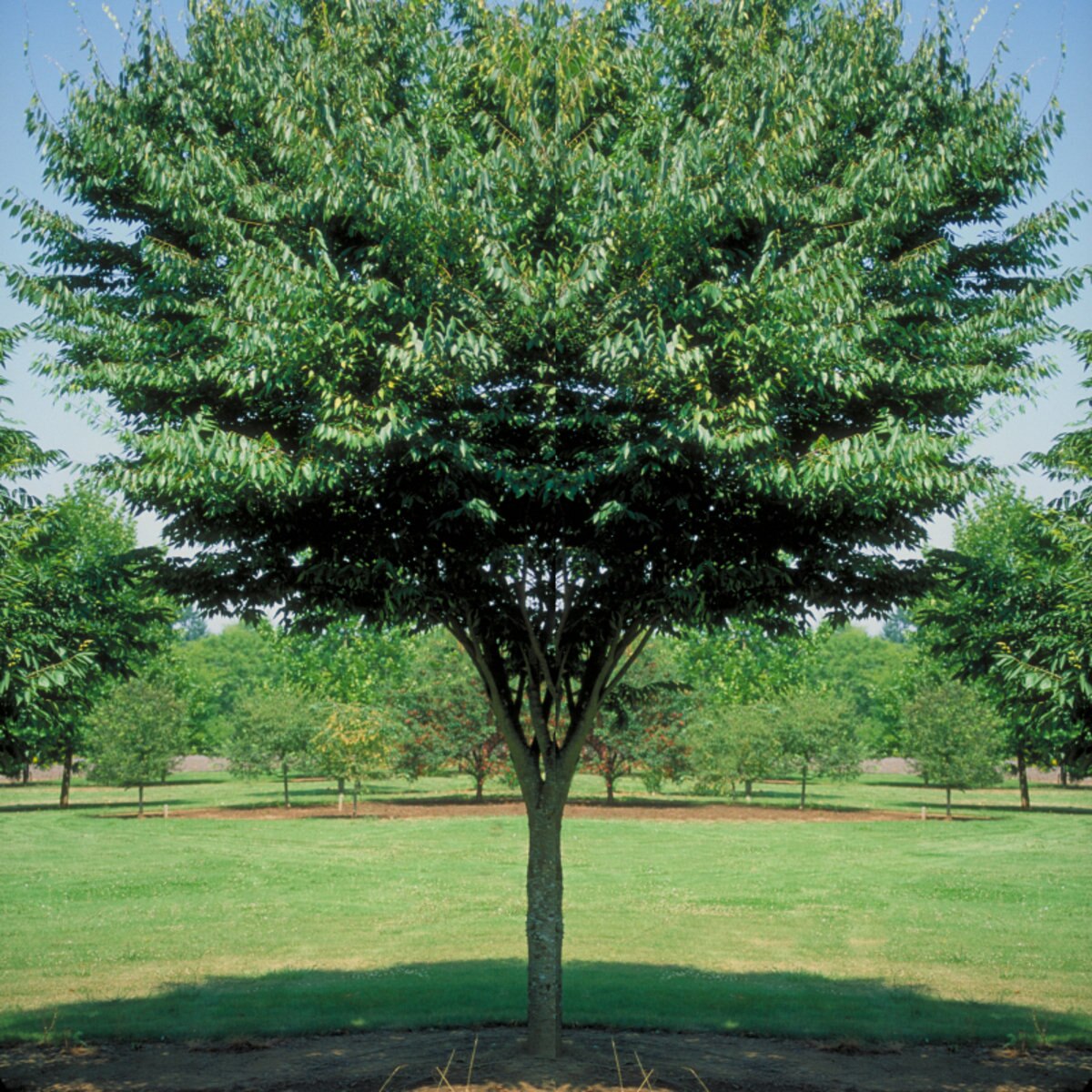 Zelkova Serrata 'Village Green' Japanese Zelkova | SiteOne