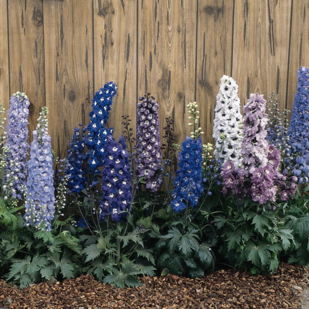 Delphinium Elatum Magic Fountain Mix Larkspur | SiteOne