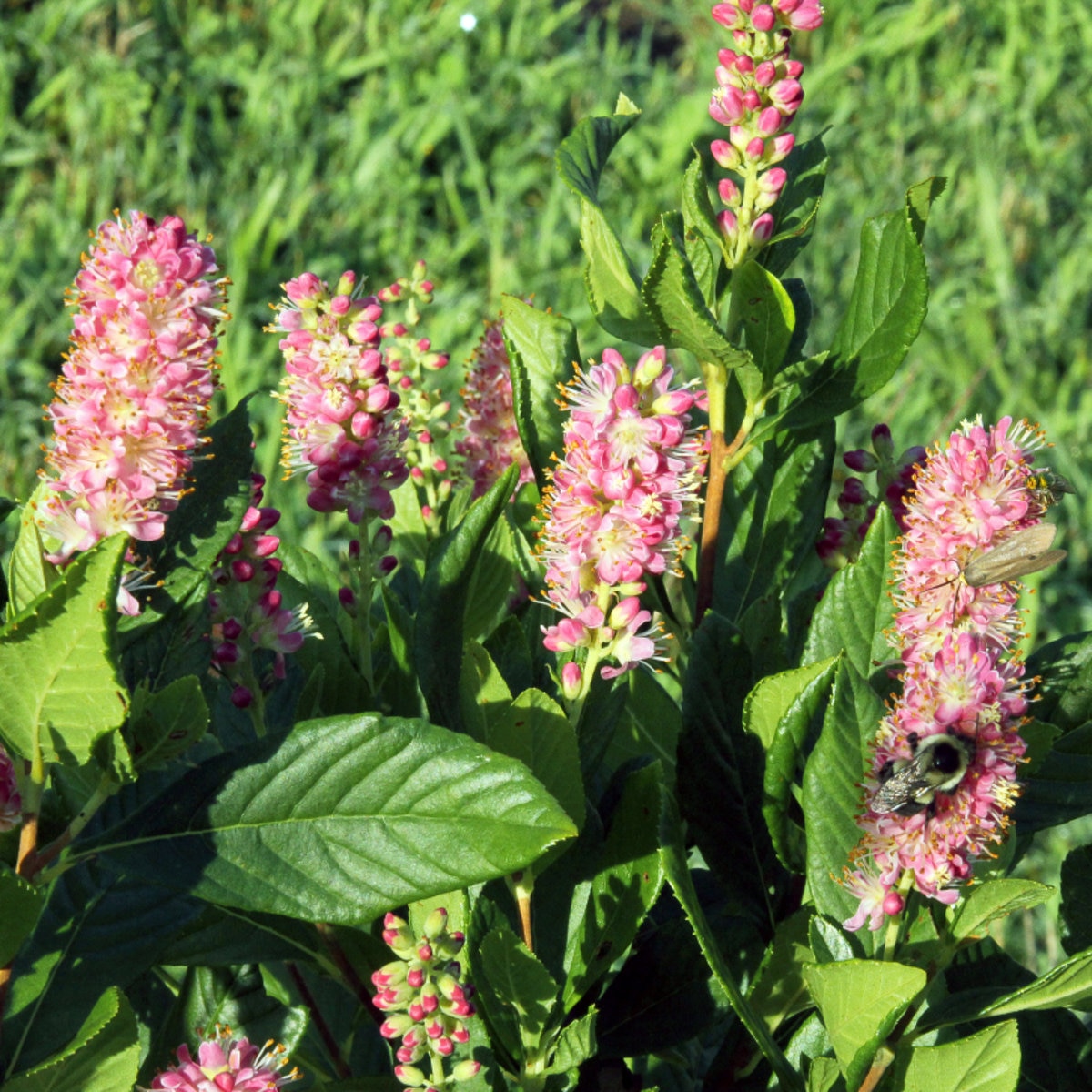 Clethra Alnifolia Ruby Spice Summersweet | SiteOne