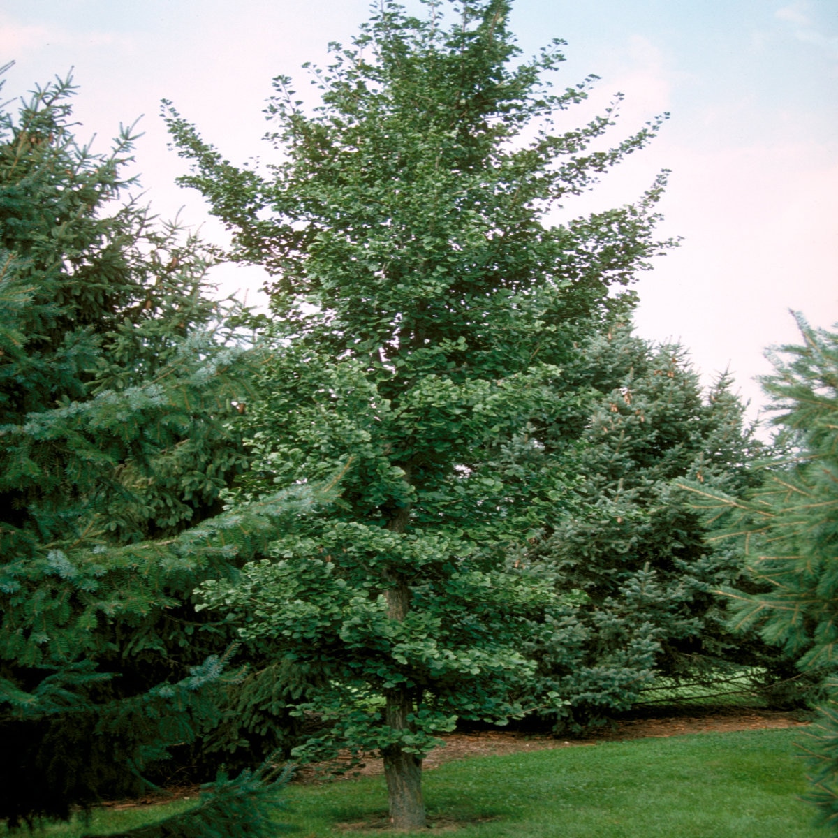 Ginkgo Biloba Fastigiata Maidenhair Tree | SiteOne