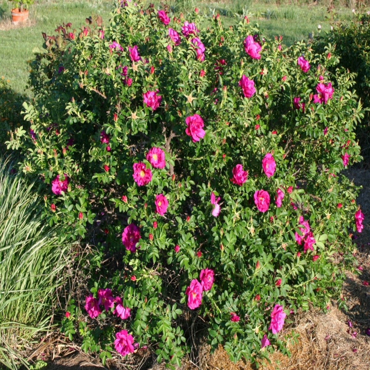 Rosa Rugosa Purple Pavement Japanese Rose | SiteOne