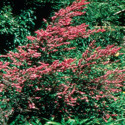 Leptospermum Scoparium Ruby Glow New Zealand Tea Tree | SiteOne