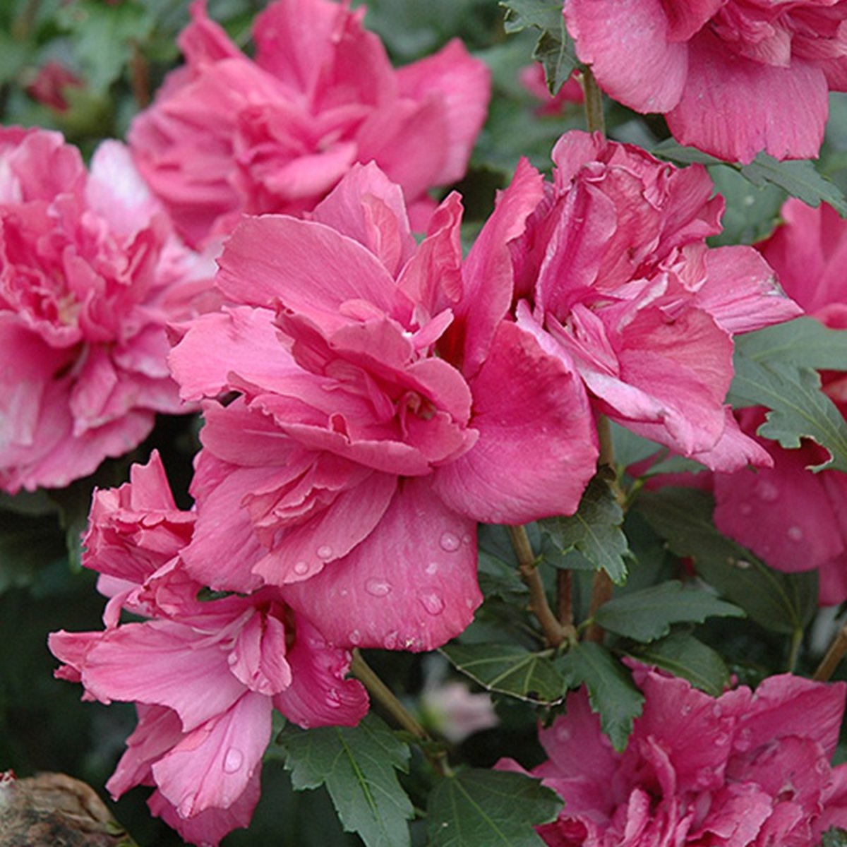 Hibiscus Syriacus Lucy Rose of Sharon | SiteOne