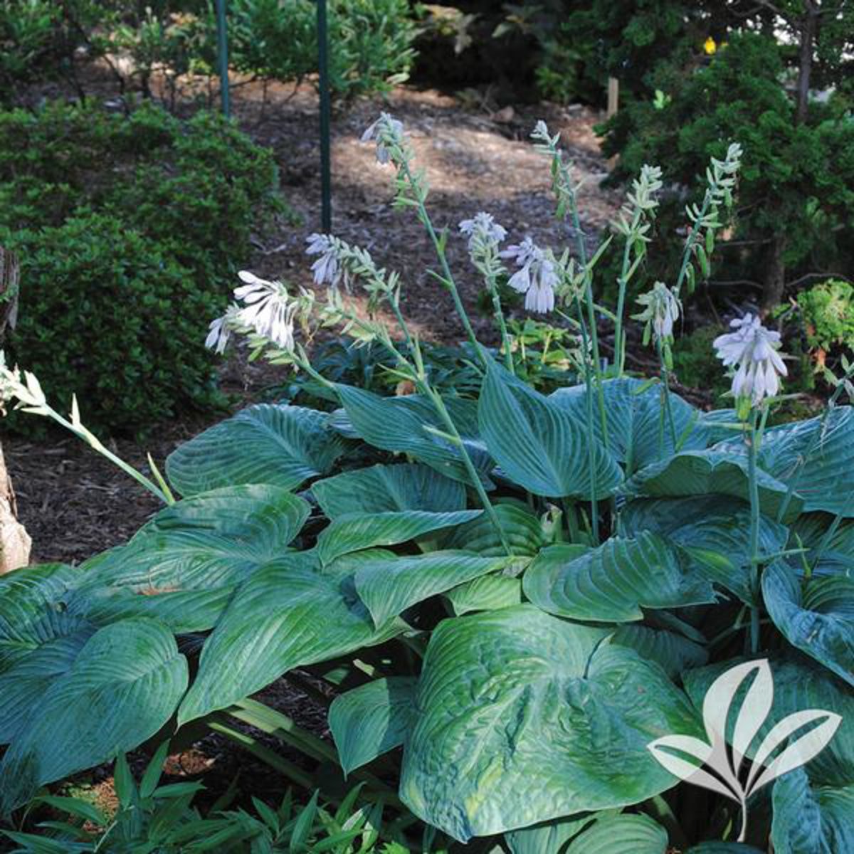 Hosta X Jurassic Park Plantain Lily | SiteOne