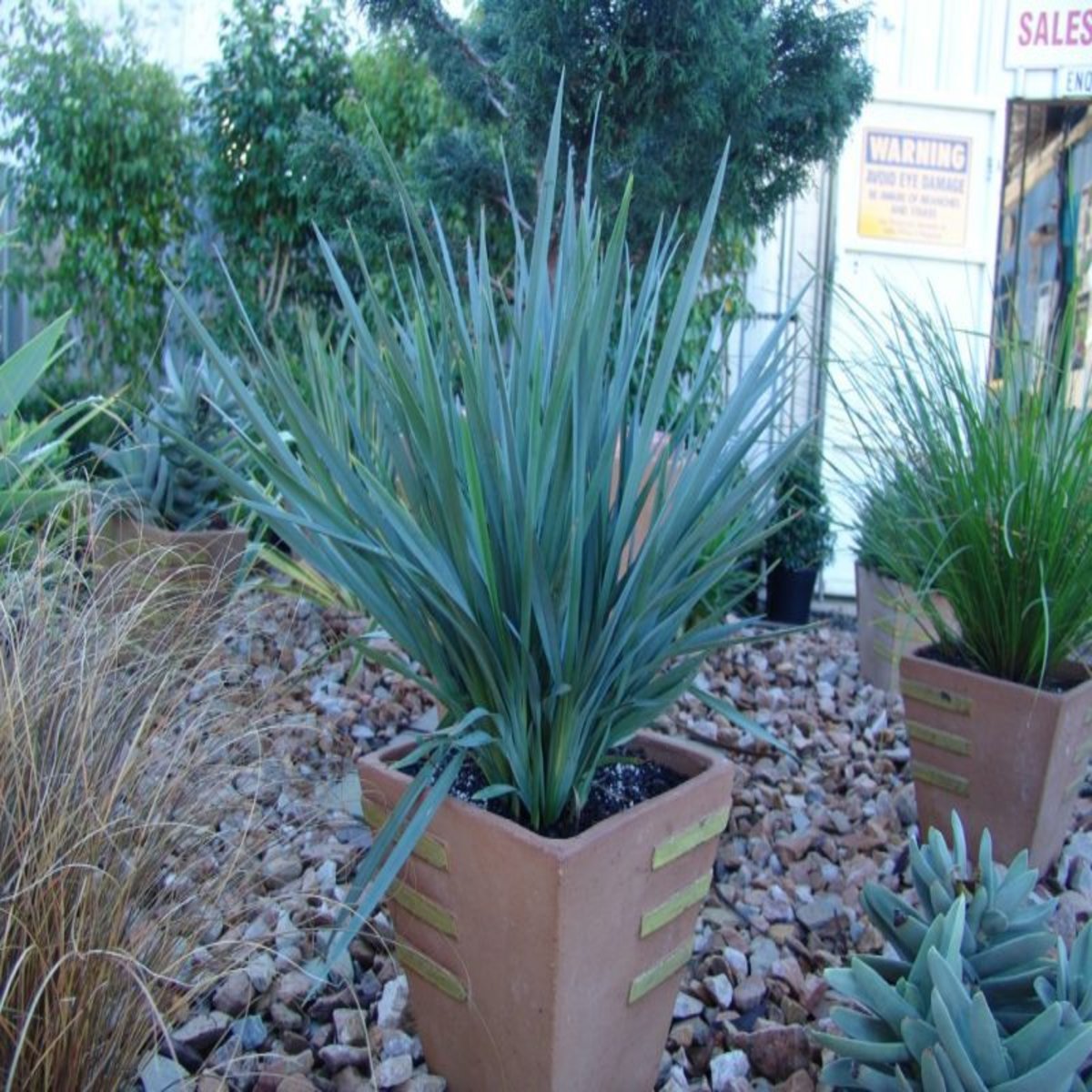 Dianella Caerulea Cassa Blue Flax Lily | SiteOne