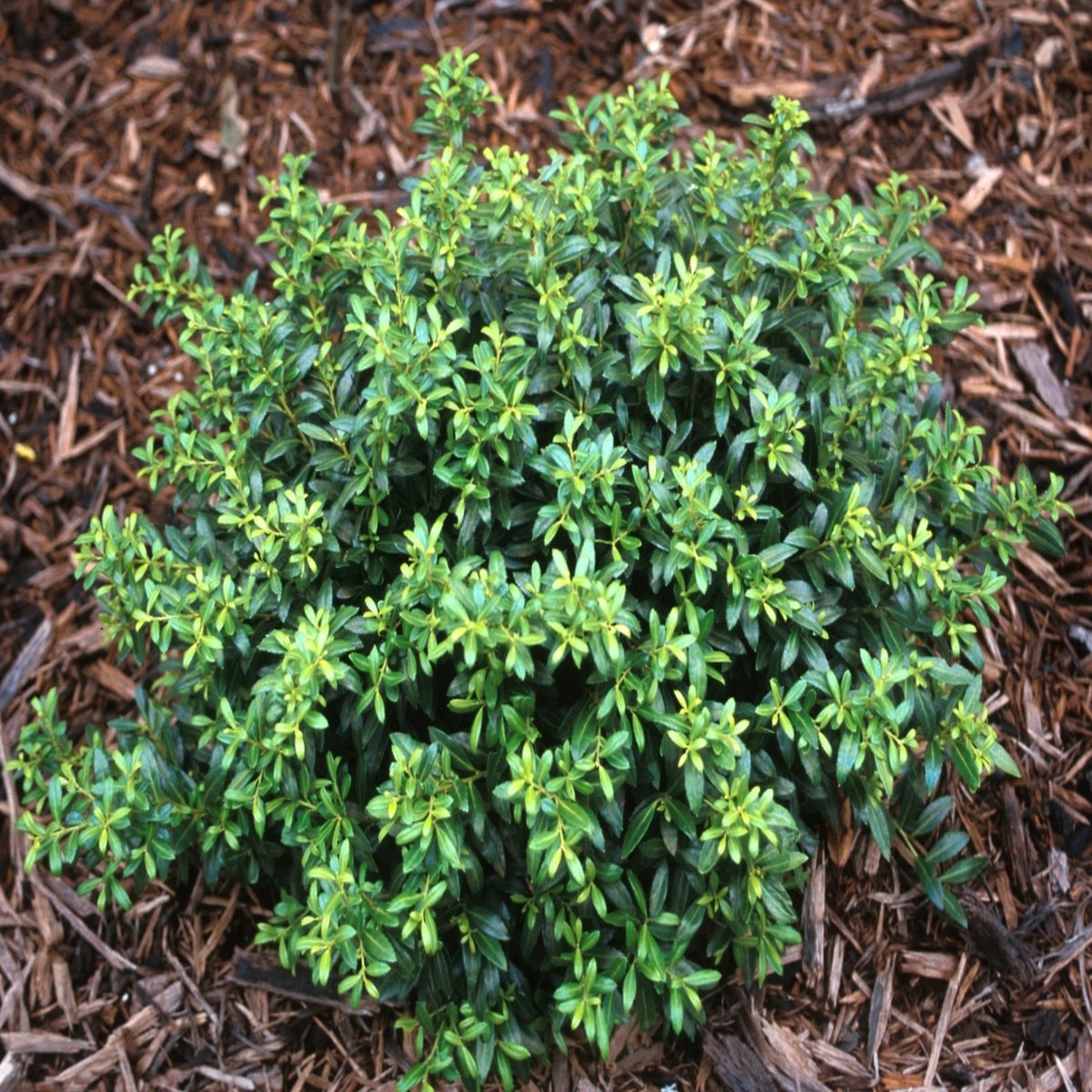 Ilex Crenata Soft Touch Japanese Holly | SiteOne