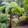 Alsophila Australis Tree Fern | SiteOne