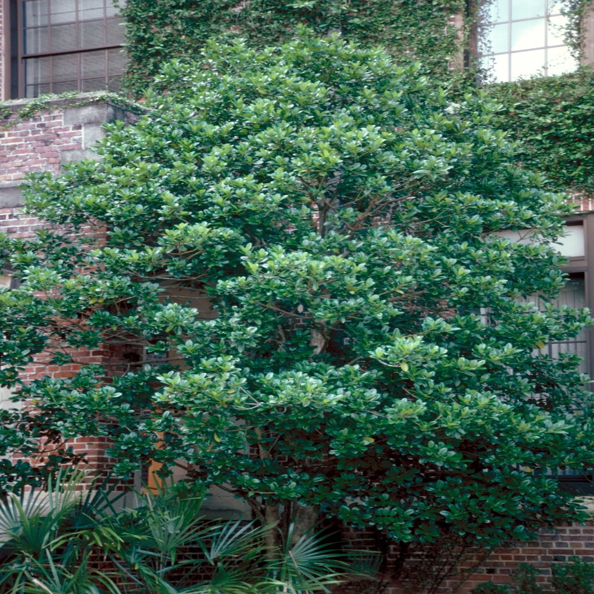 Ilex Latifolia Lusterleaf Holly Siteone