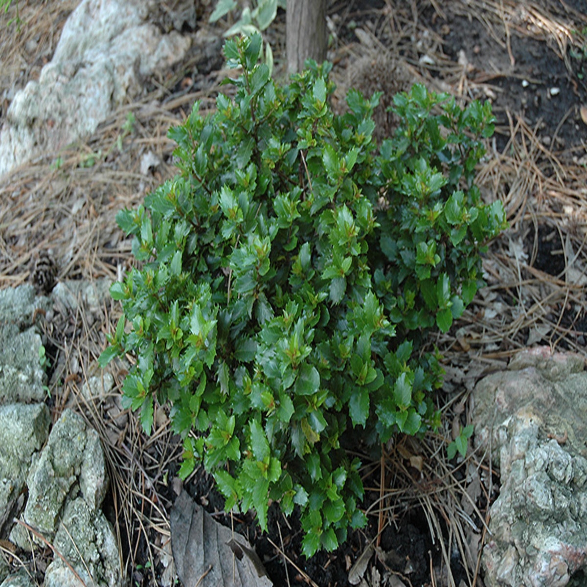 Ilex X Meserveae Little Rascal Holly | SiteOne