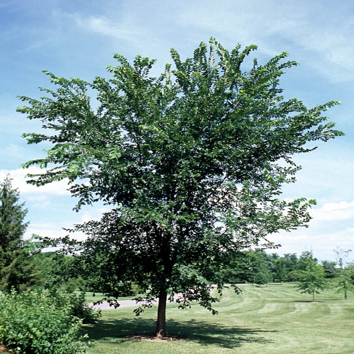 Ulmus Americana Libertas American Liberty Elm | SiteOne