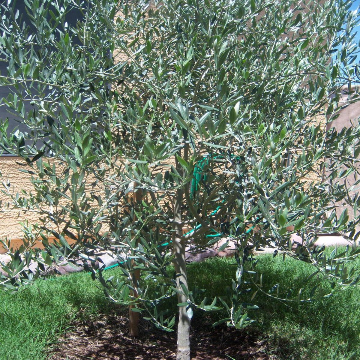 Olea Europaea Wilsonii Fruitless Olive | SiteOne