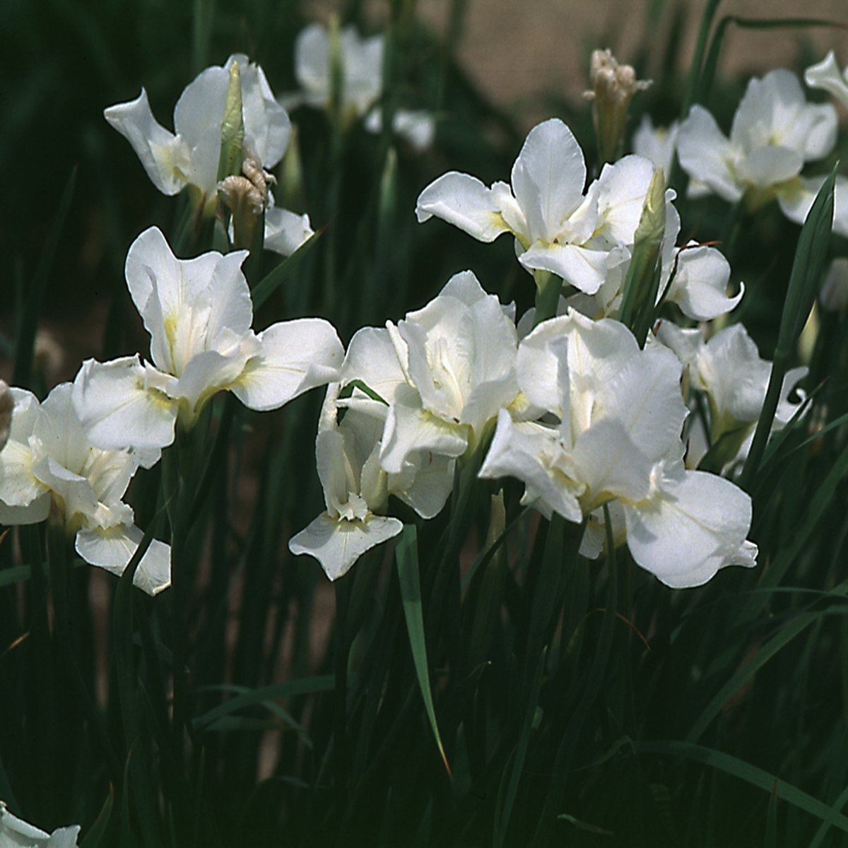 Iris Sibirica White Swirl Siberian Iris | SiteOne