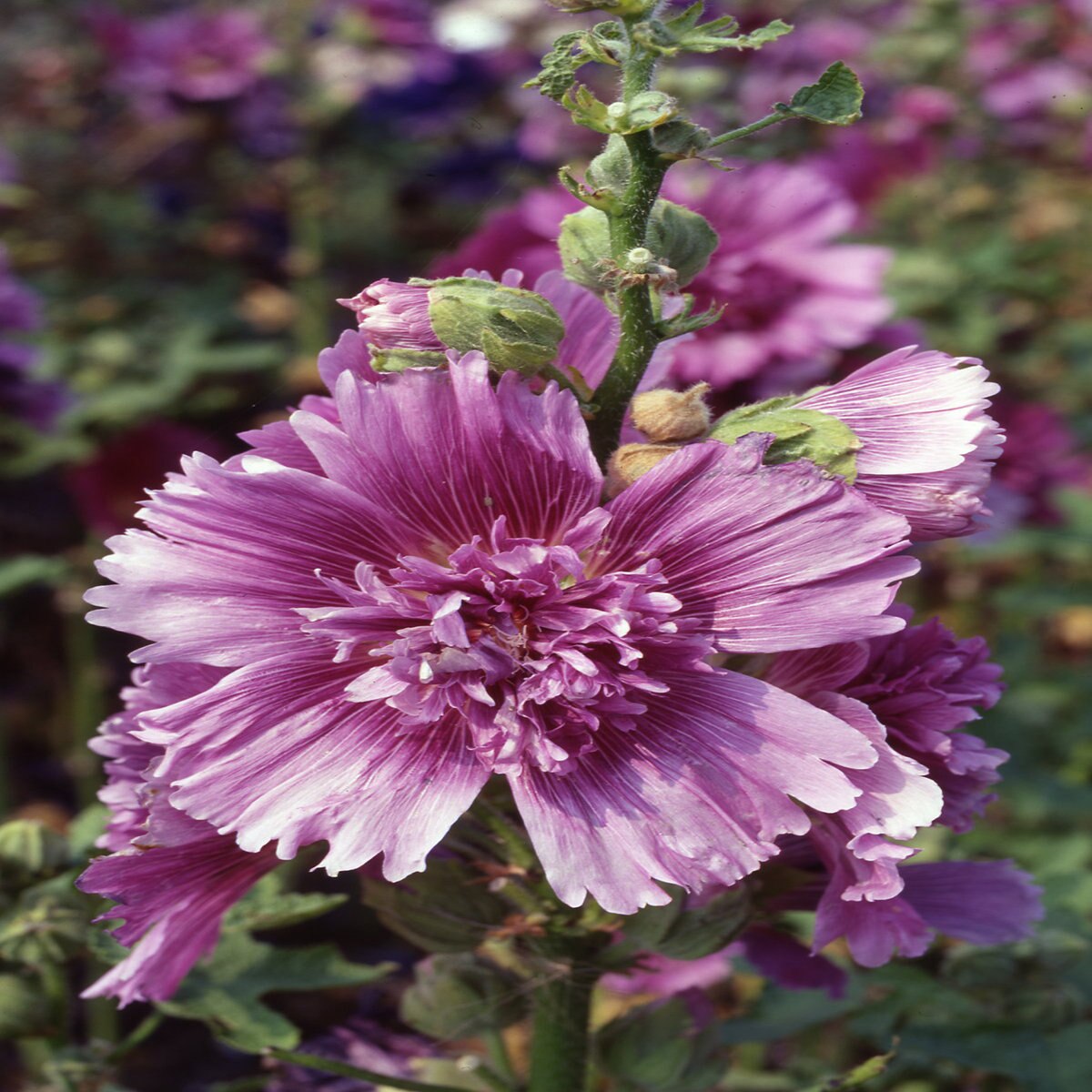 Alcea Rosea Queeny Purple Hollyhock | SiteOne