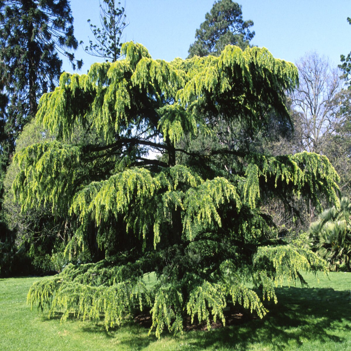 Cedrus Deodara Aurea Golden Deodar Cedar | SiteOne