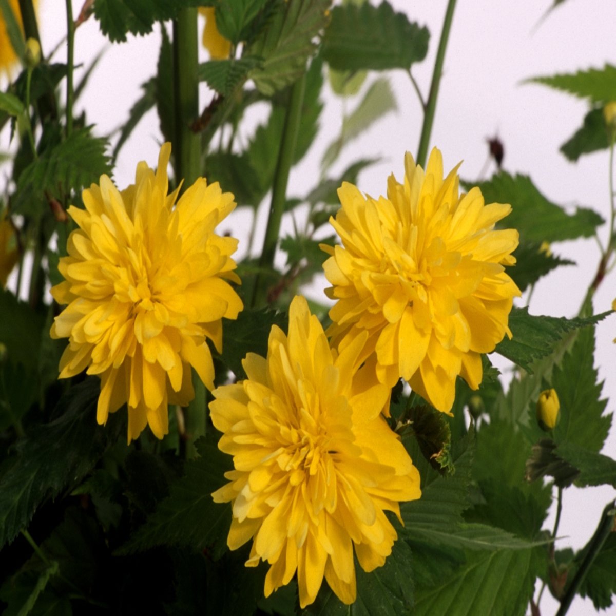 Kerria Japonica Pleniflora Double Japanese Kerria | SiteOne
