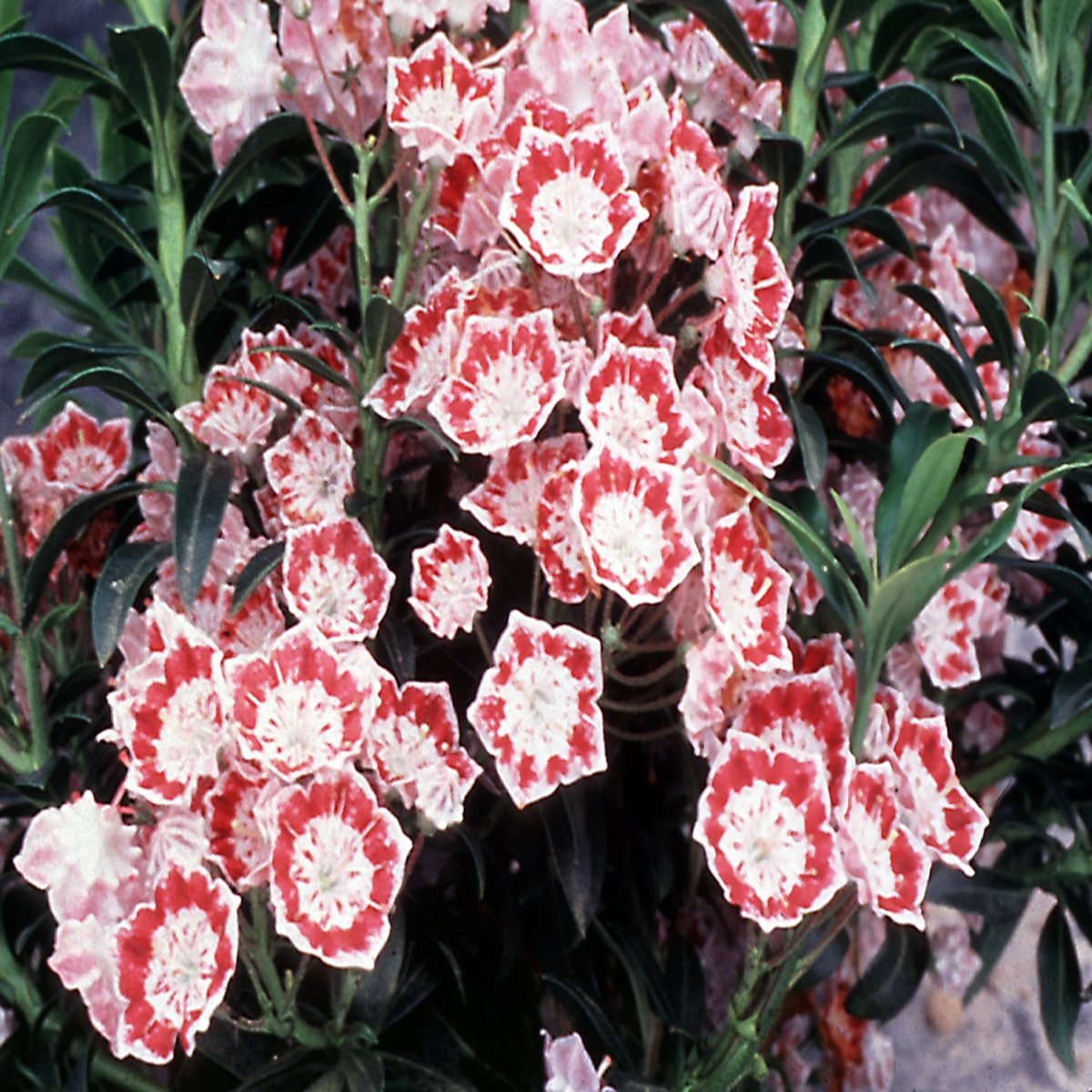 Kalmia Latifolia Minuet Mountain Laurel | SiteOne