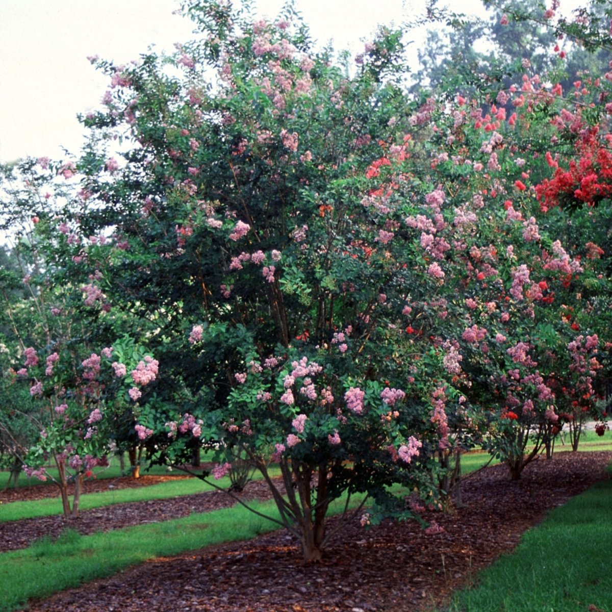 Lagerstroemia Indica X Fauriei Muskogee Crape Myrtle | SiteOne