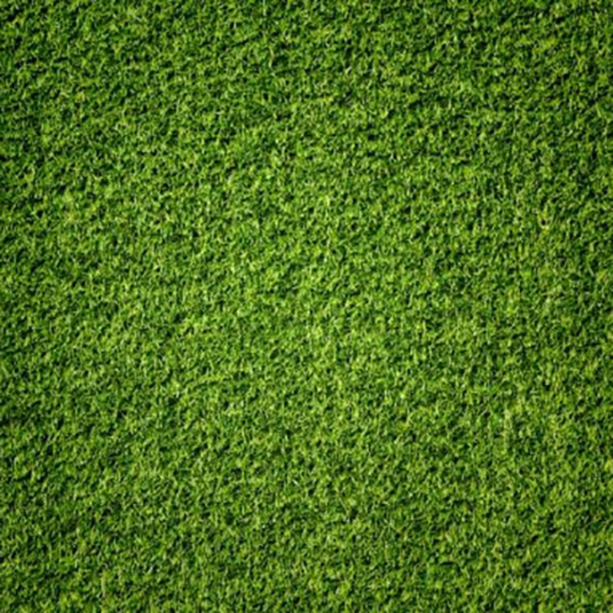 Paspalum Sod | SiteOne