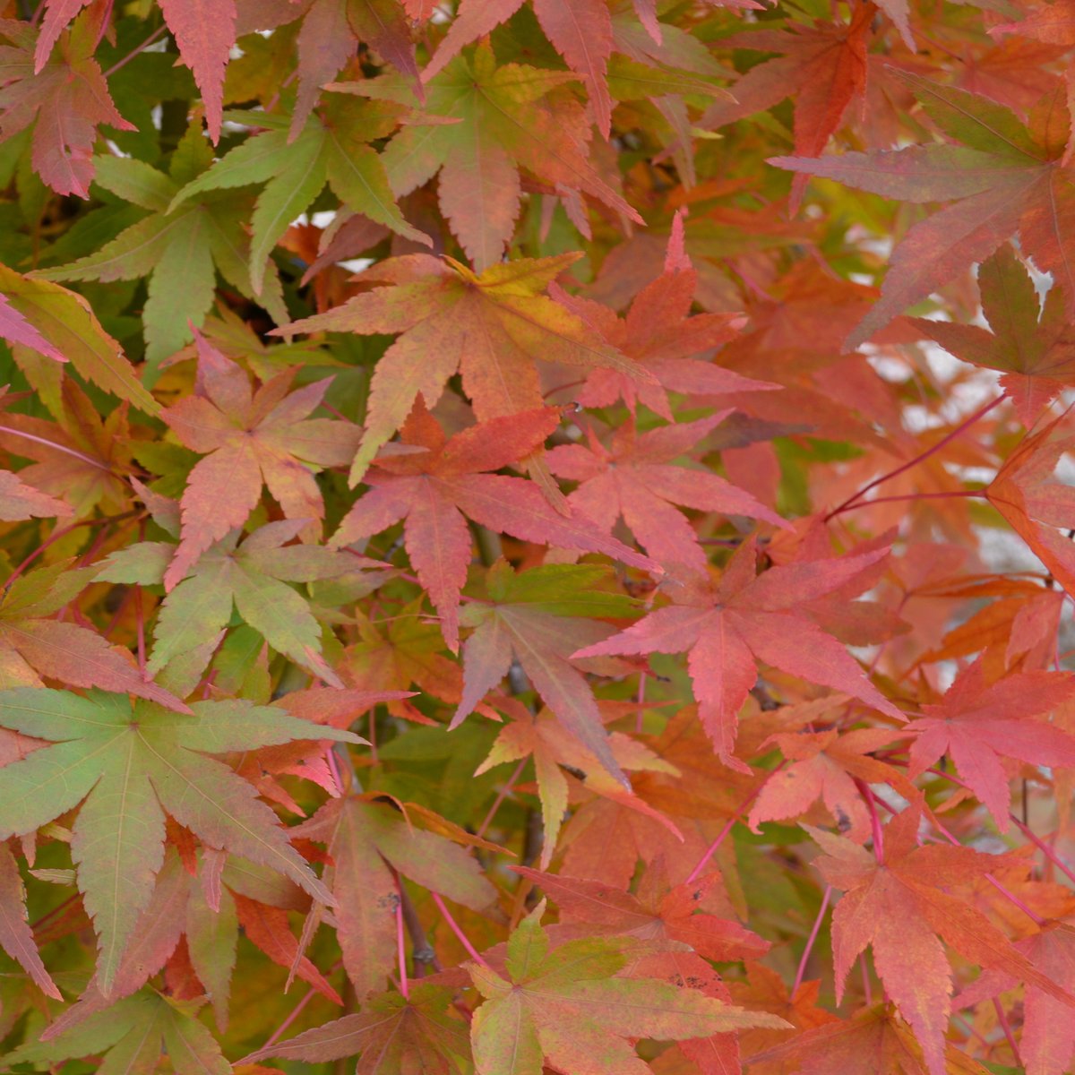 Acer Palmatum Ryusen Weeping Japanese Maple | SiteOne