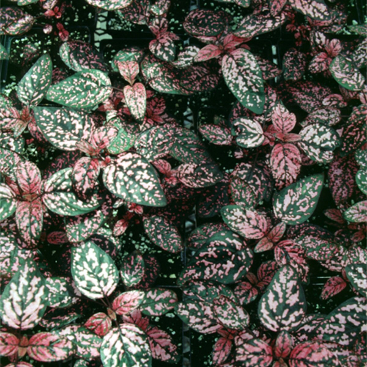 Hypoestes Phyllostachya Polka Dot Plant | SiteOne