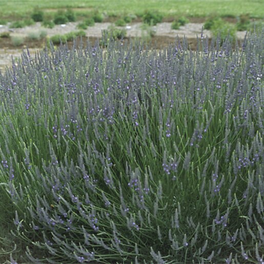 Lavandula X Intermedia Dilly Dilly Lavender | SiteOne