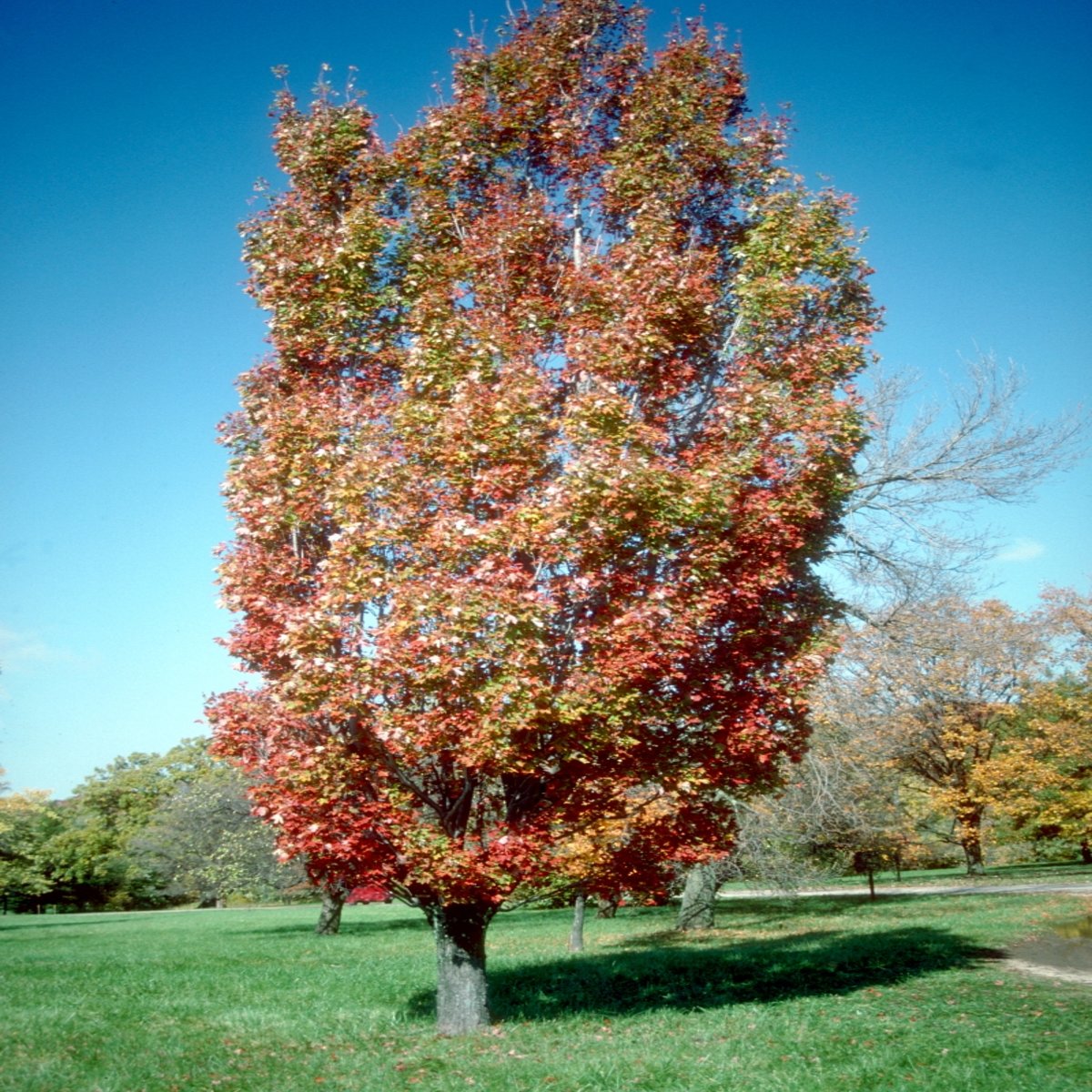 Acer Rubrum 'Armstrong' Red Maple | SiteOne