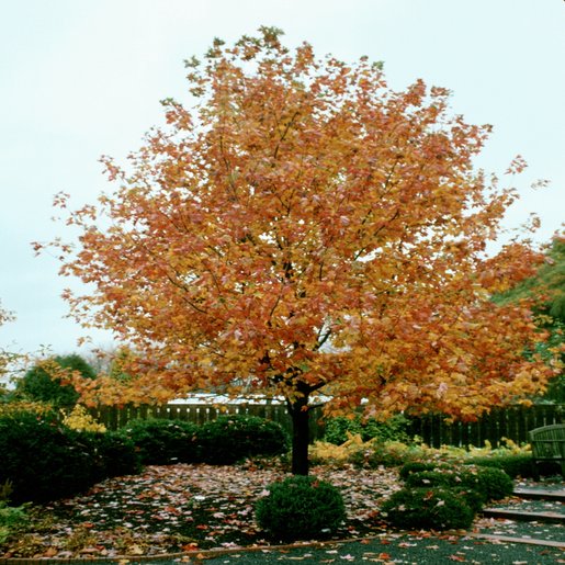 Acer X Freemanii Marmo Freeman Maple | SiteOne