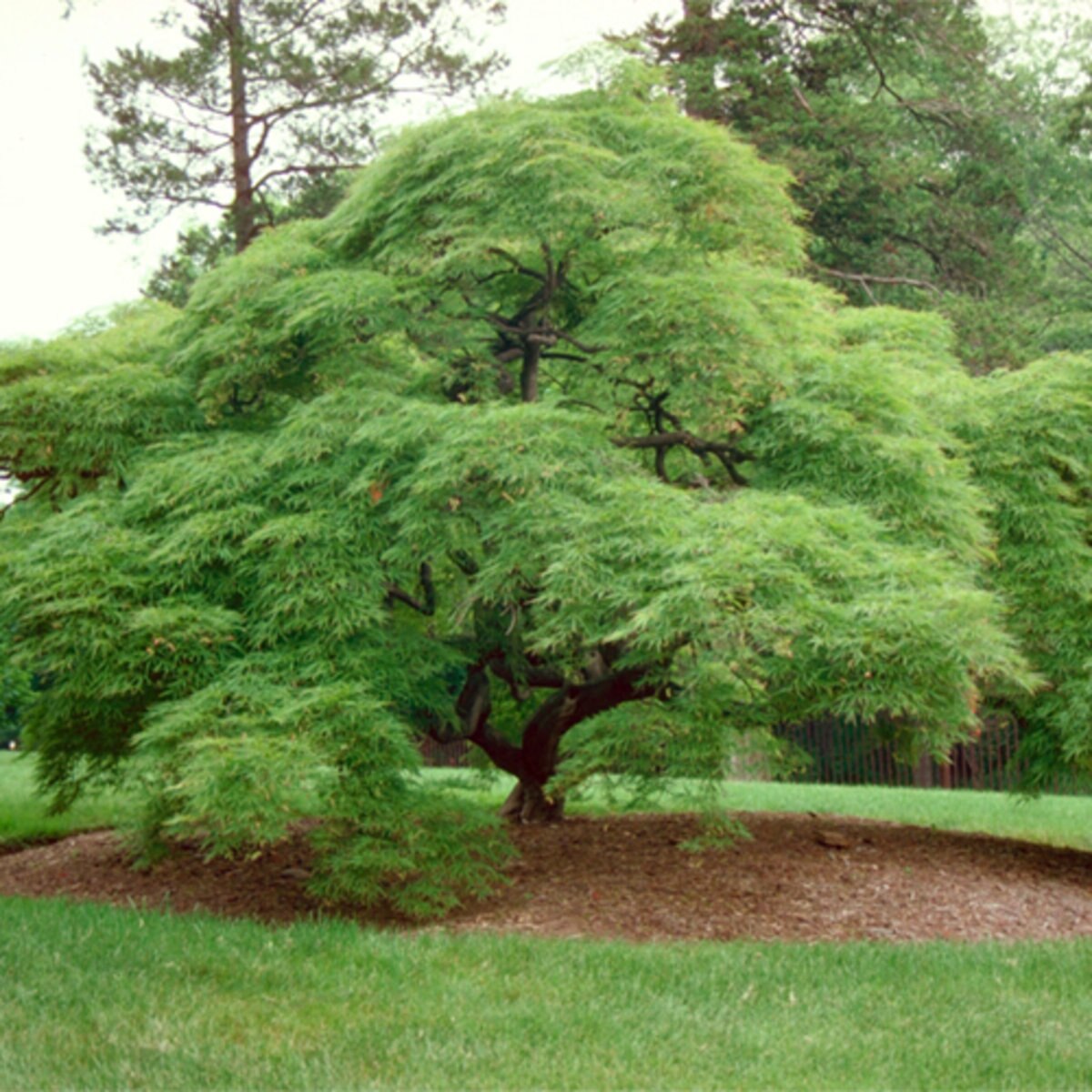 Acer Palmatum var. Dissectum Cutleaf Japanese Maple | SiteOne
