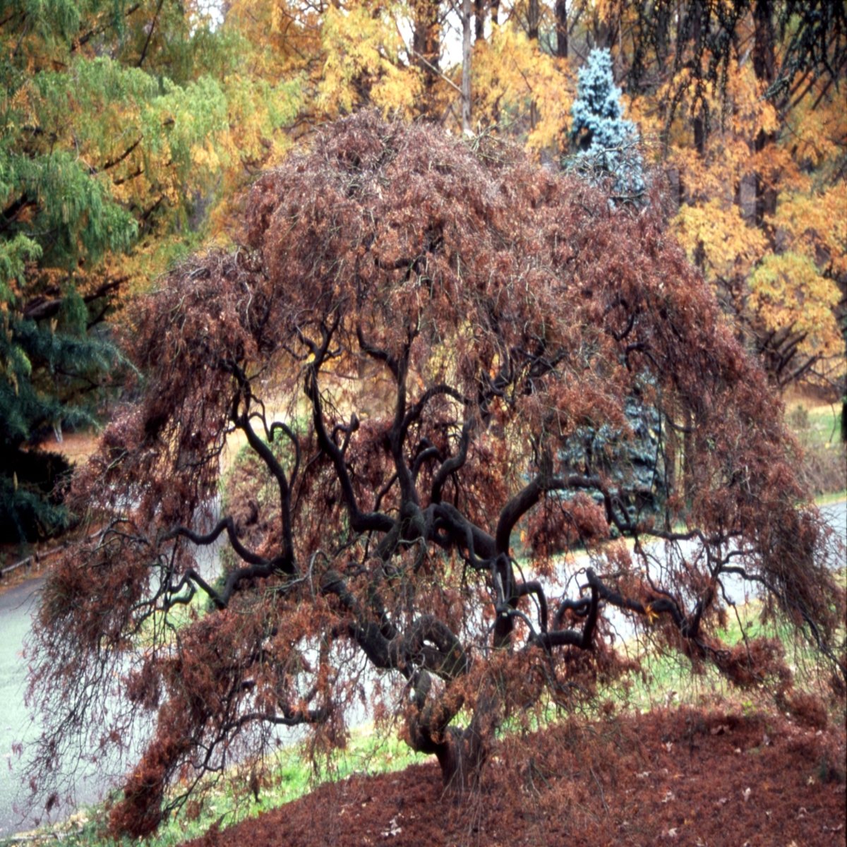 Acer Palmatum var. Dissectum Ornatum Cutleaf Japanese M | SiteOne
