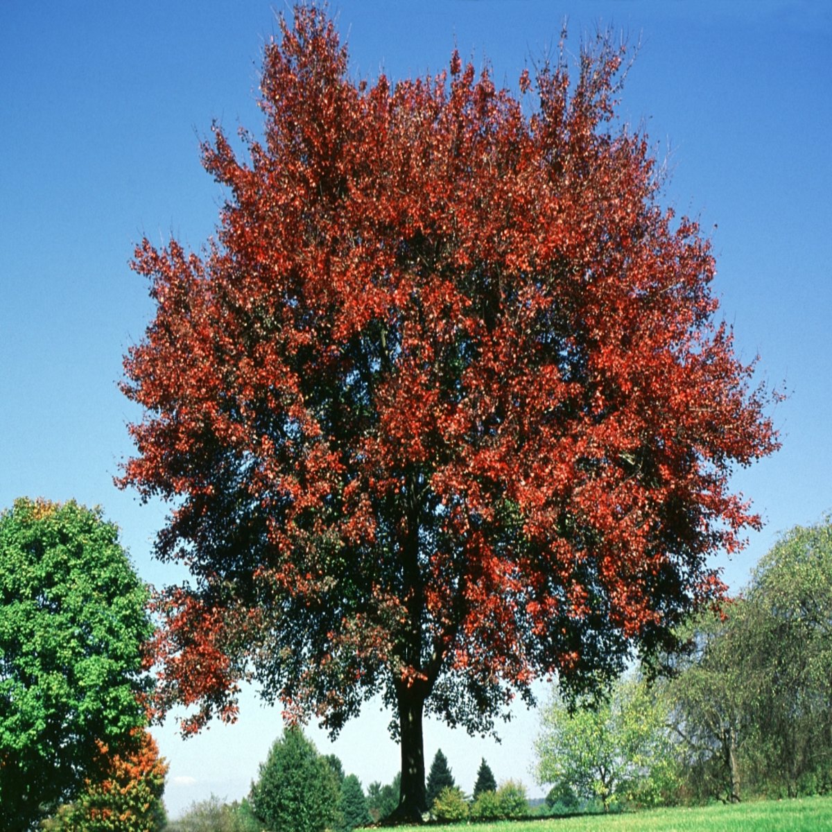 Acer Rubrum Autumn Flame Red Maple | SiteOne