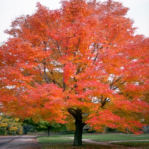 Acer Rubrum Red Maple | SiteOne
