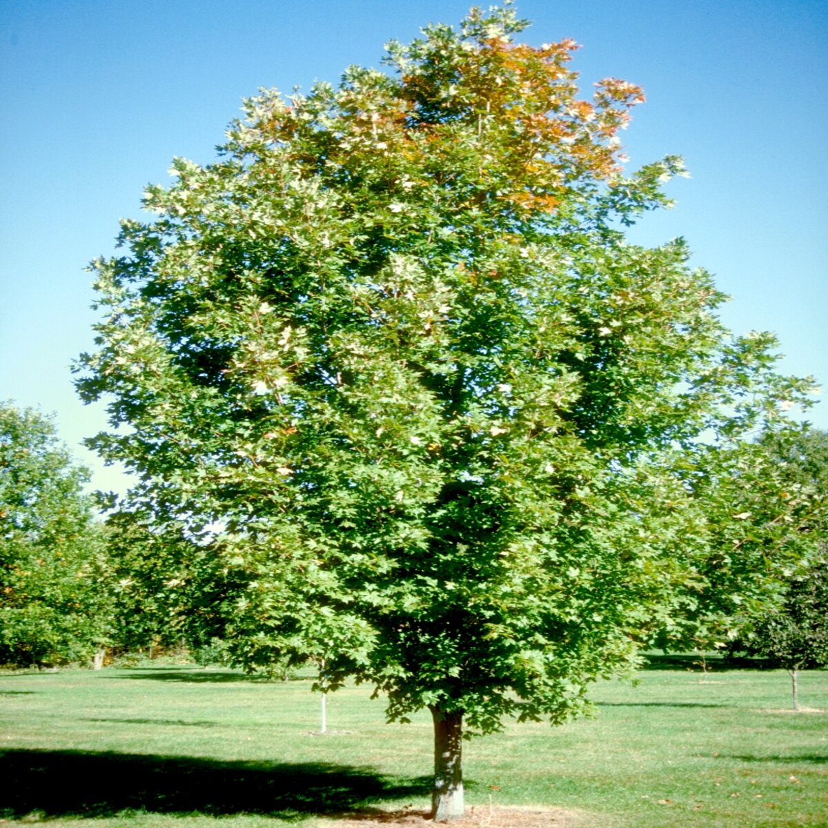 Acer Saccharum Legacy Sugar Maple | SiteOne