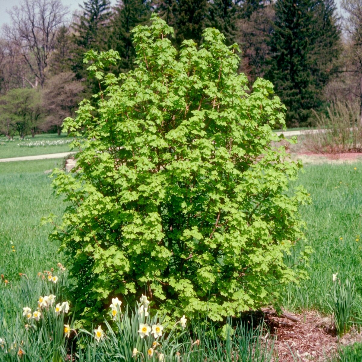 Acer Saccharum spp. Grandidentatum Bigtooth Maple | SiteOne