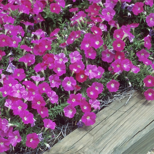 Petunia X Hybrida Fantasy Pink Petunia | SiteOne