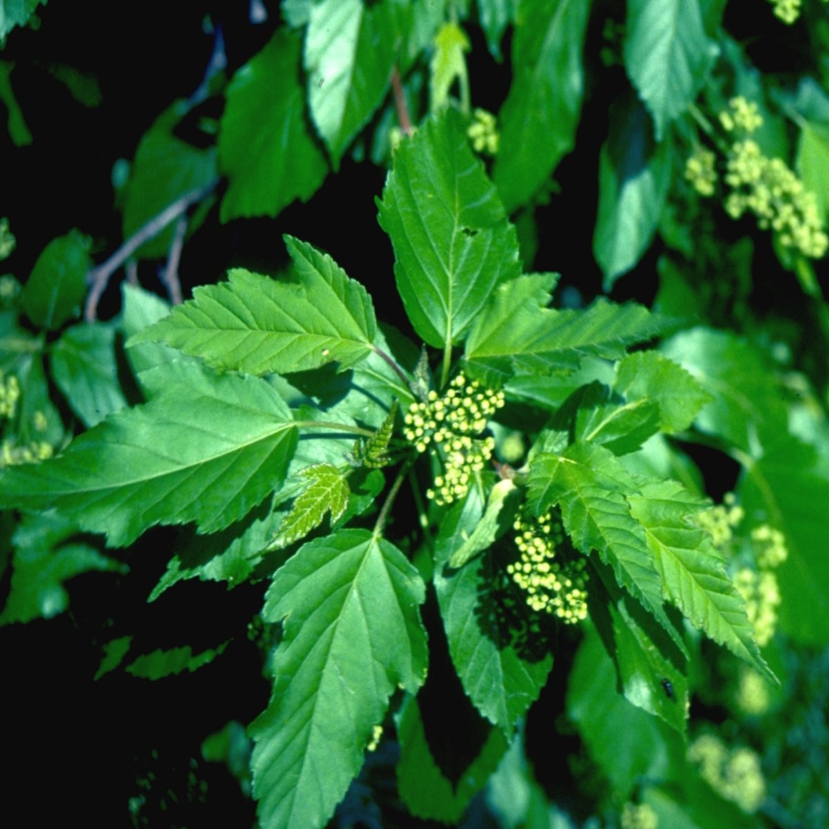 Acer Tataricum Tatarian Maple | SiteOne