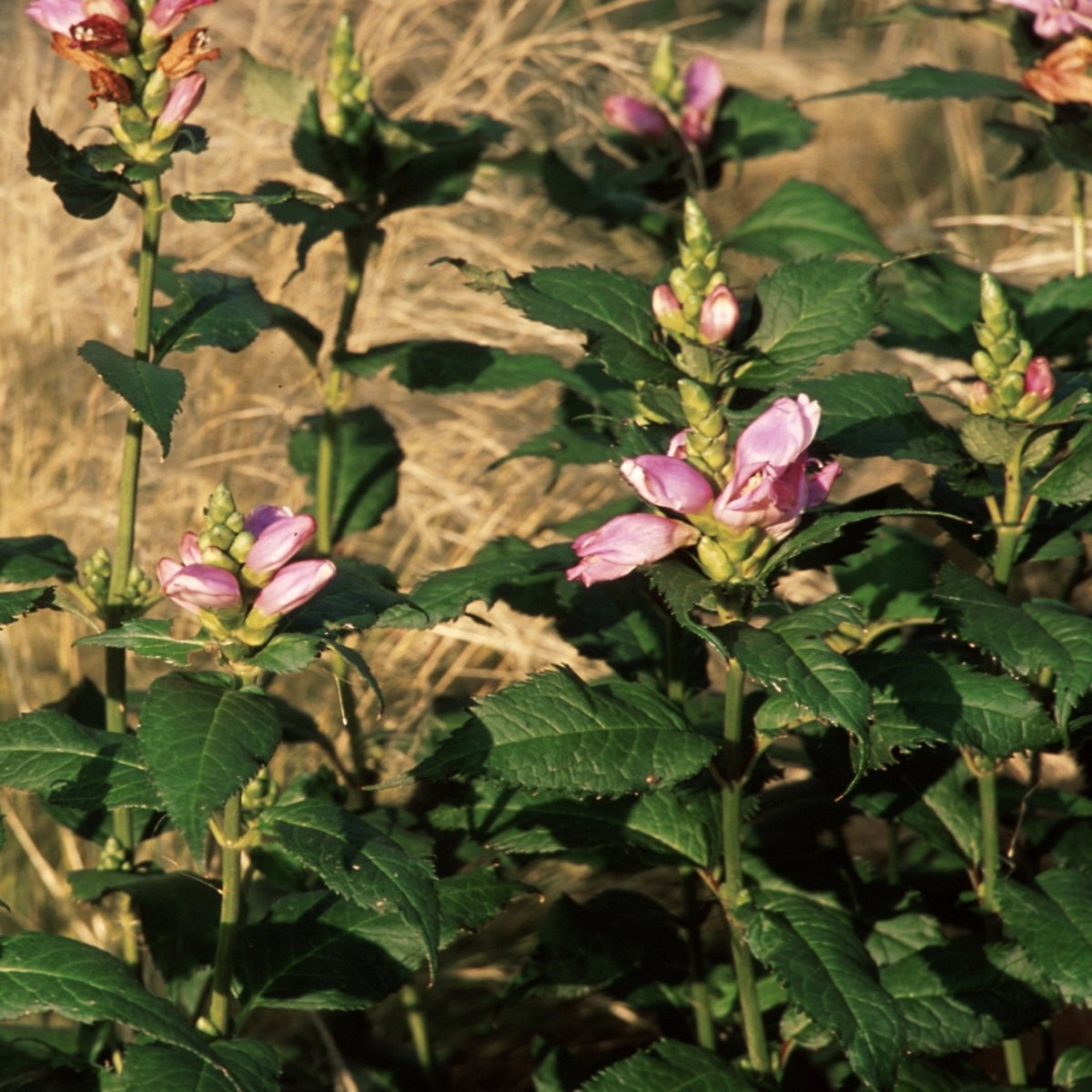 Chelone Lyonii Hot Lips Pink Turtlehead | SiteOne