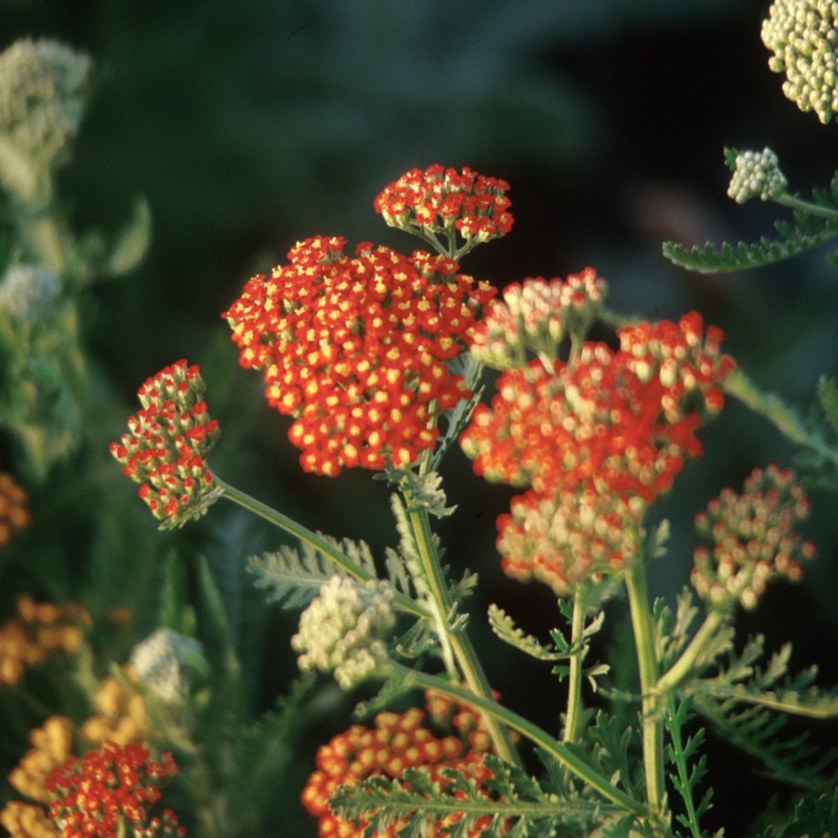 Achillea Millefolium Paprika Yarrow | SiteOne