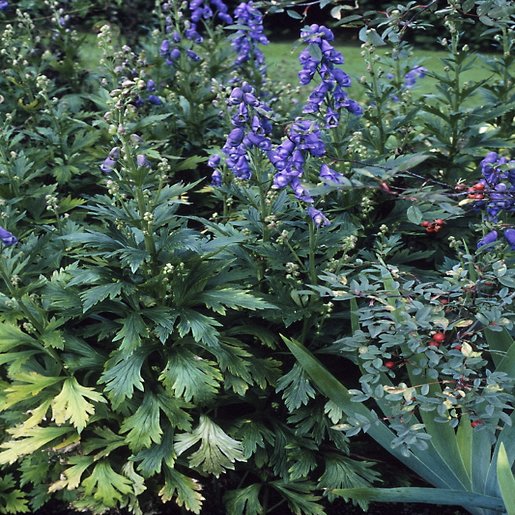Aconitum Carmichaelii Arendsii Azure Monkshood | SiteOne