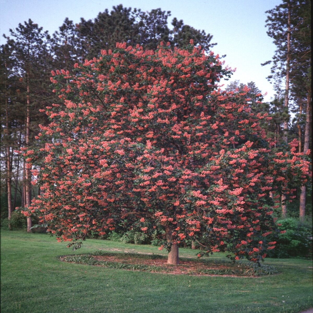 Aesculus X Carnea Briotii Ruby Red Horsechestnut | SiteOne