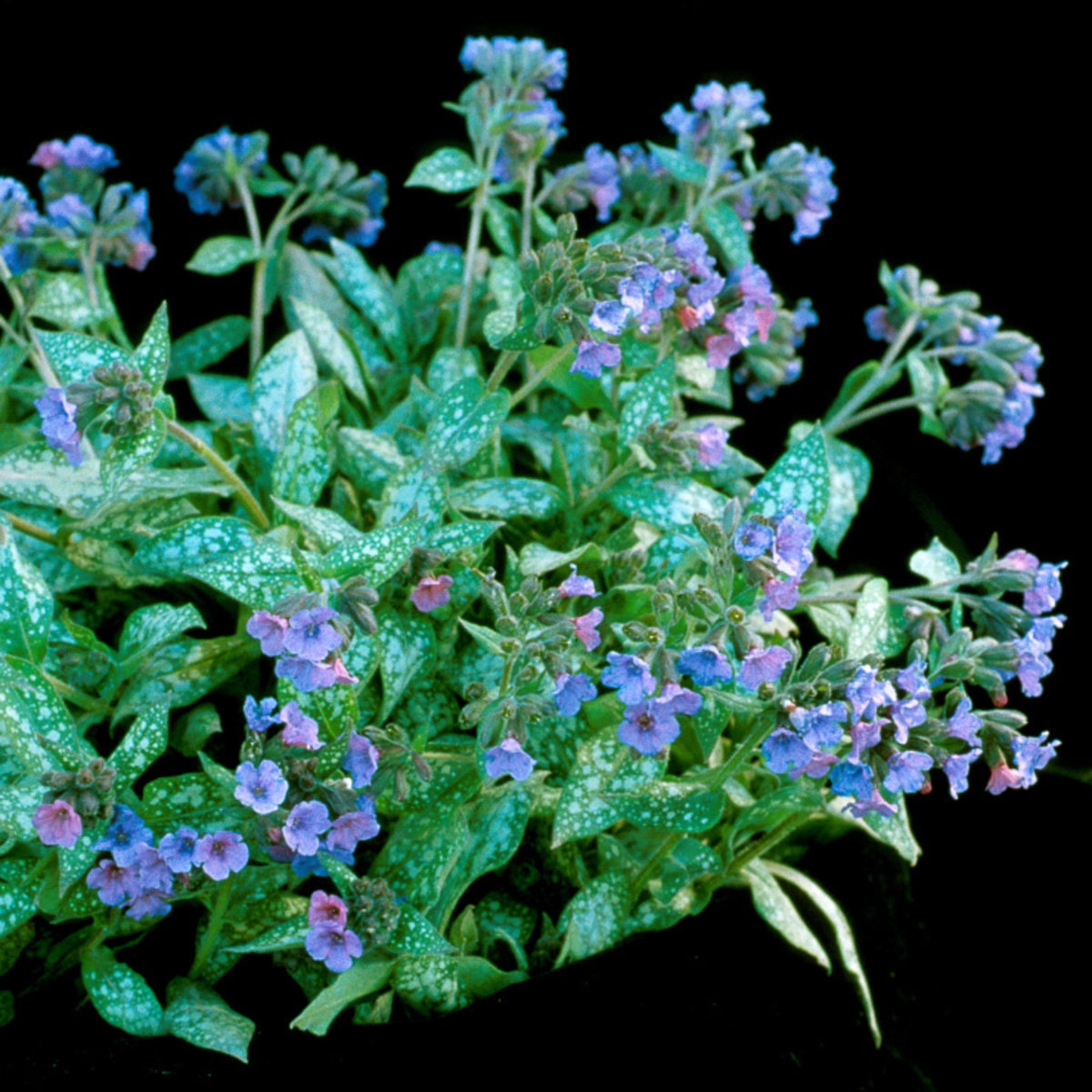 Pulmonaria X High Contrast Lungwort | SiteOne