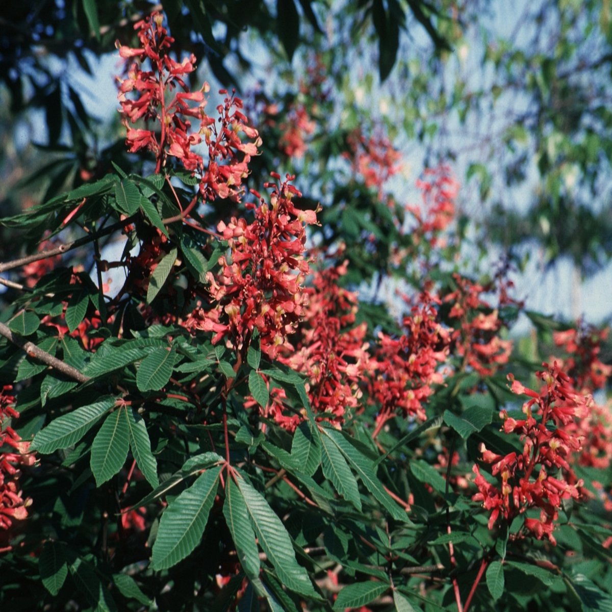 Aesculus Pavia Red Buckeye | SiteOne