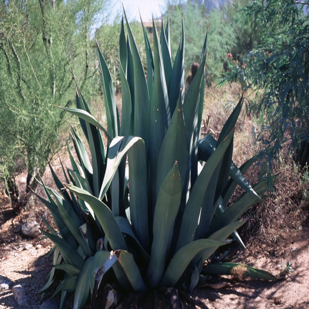 Agave Weberi Weber Agave | SiteOne