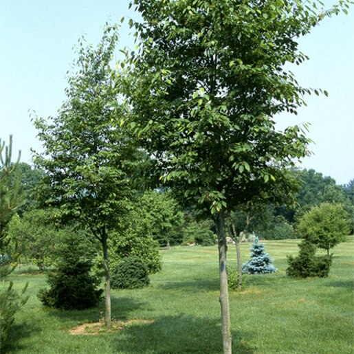 Amelanchier Laevis Cumulus